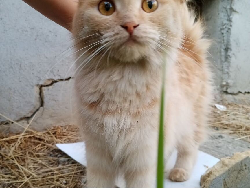 Кошка