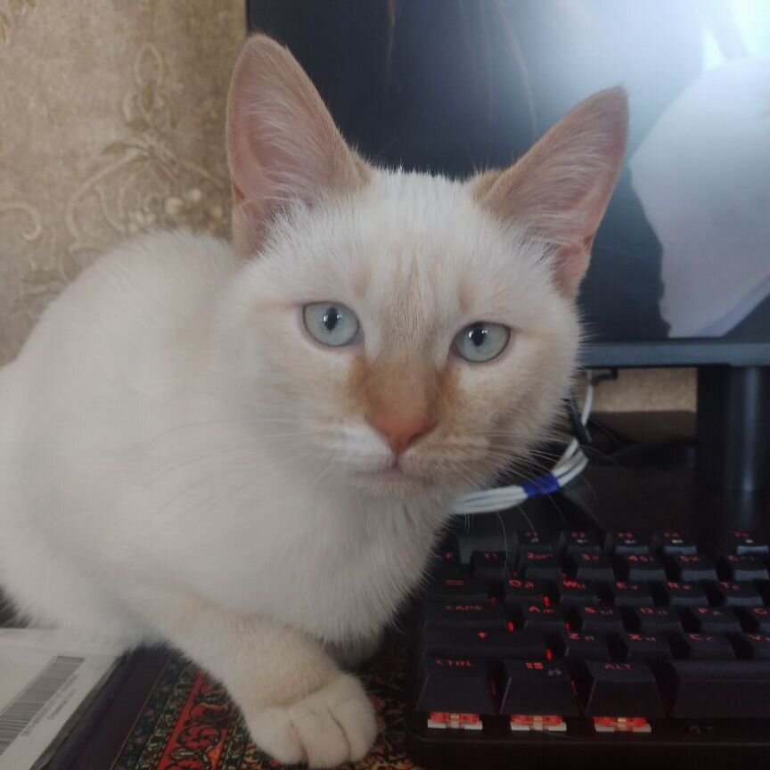 Кошка в добрые руки