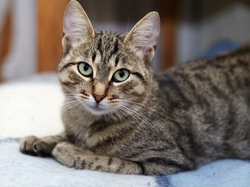 Кошка в дар. Можно в дом