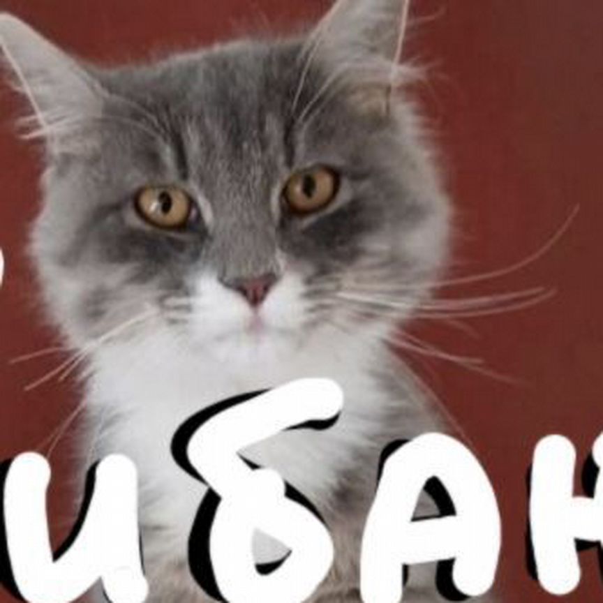 Взрослый кот в добрые руки