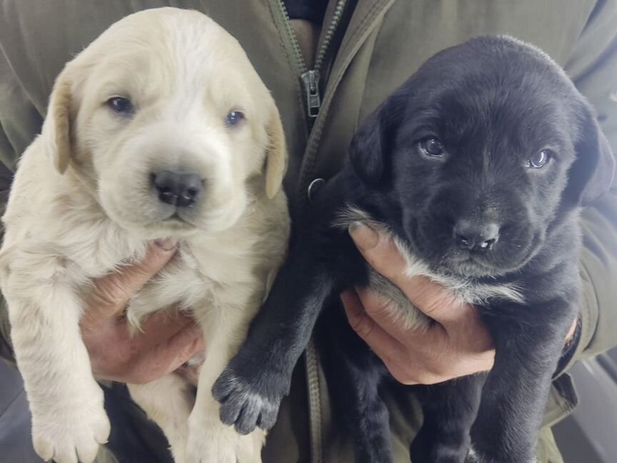 Русский спаниель