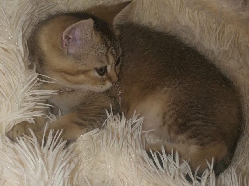 Котёнок шотландская золотая шиншилла