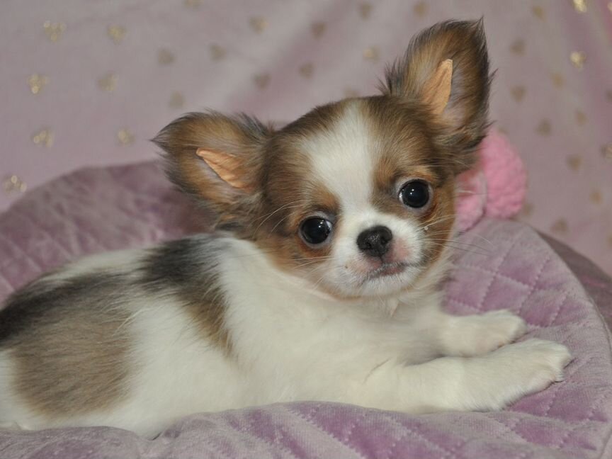 Мальчик шикарный