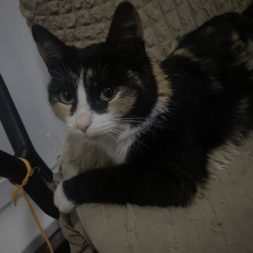 Кошечке нужен дом SOS