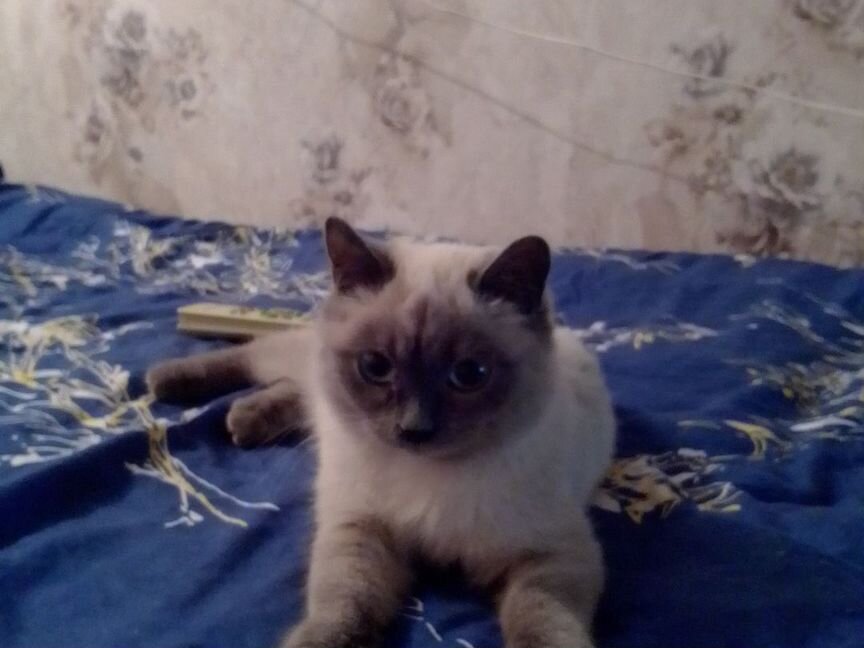 Отдам в хорошие руки восьмимесячную кошечку