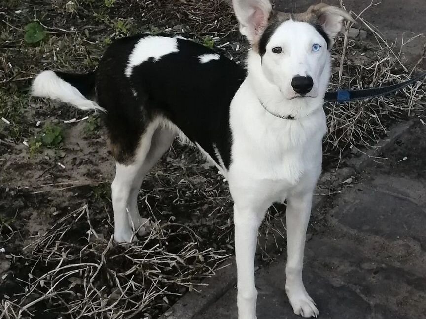 Собака в добрые руки