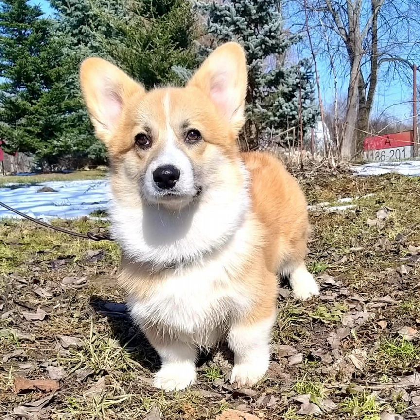 Щенки корги
