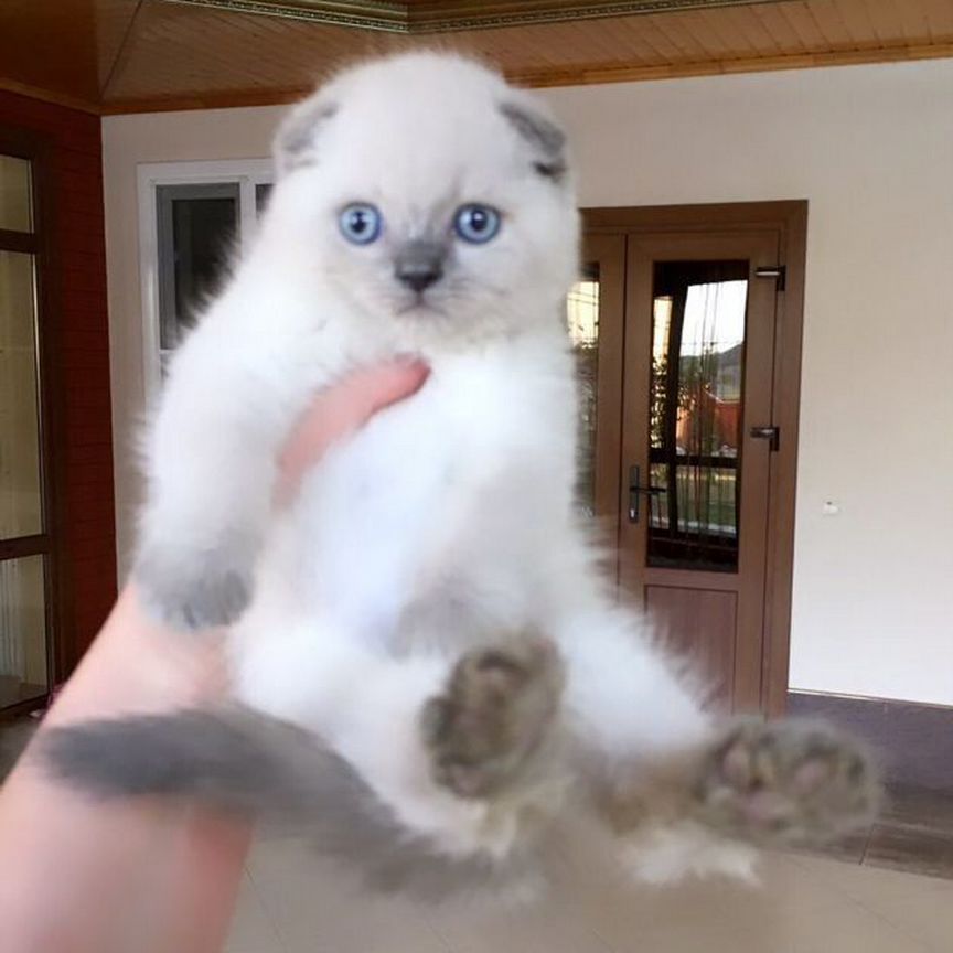 Британский короткошёрстный котёнок