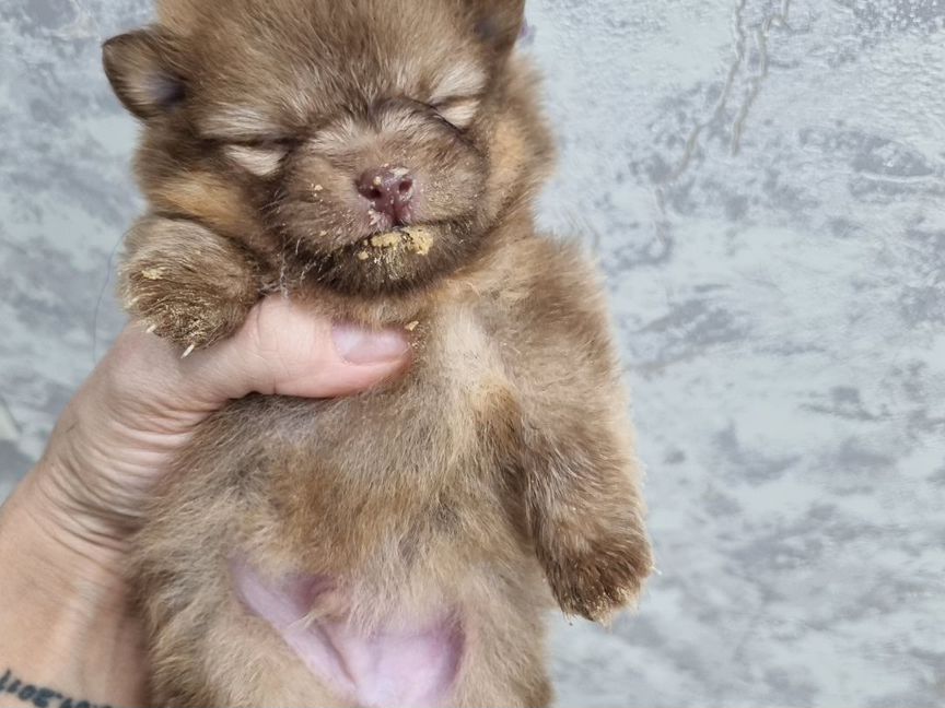 Маленький мишка