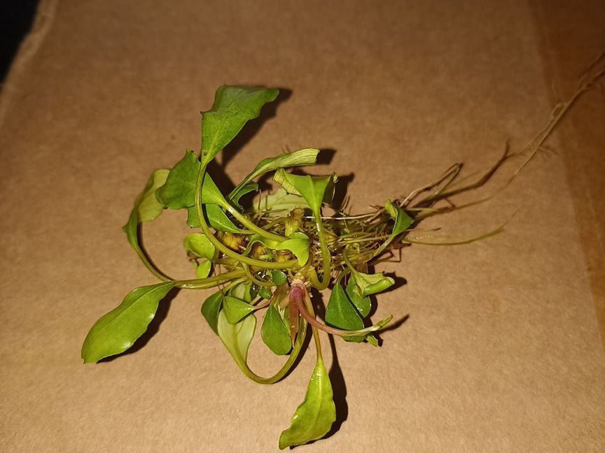 Анубиас нана петит