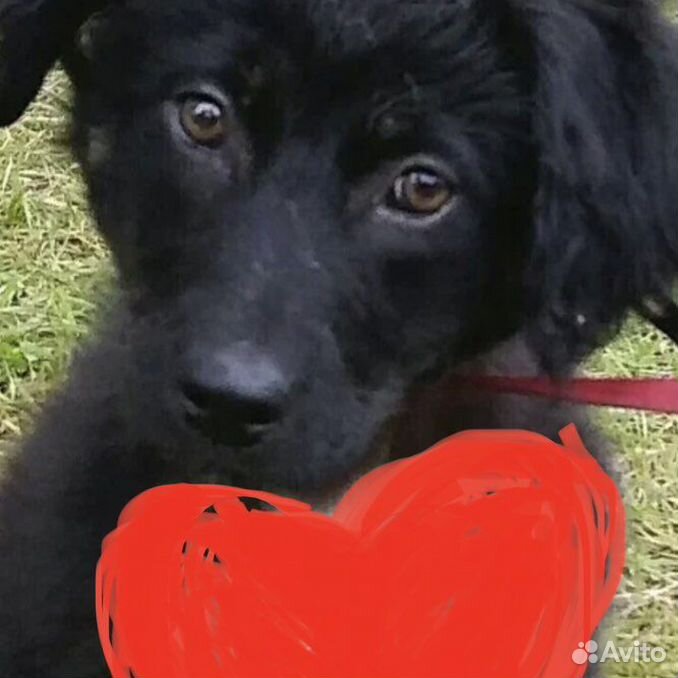 Щенулька Лизонька