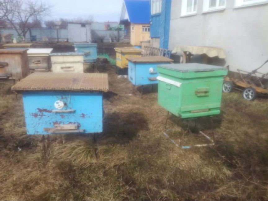 Пчелосемьи с ульями