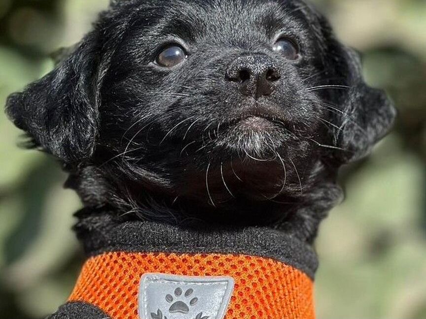 Мальчишка в дар