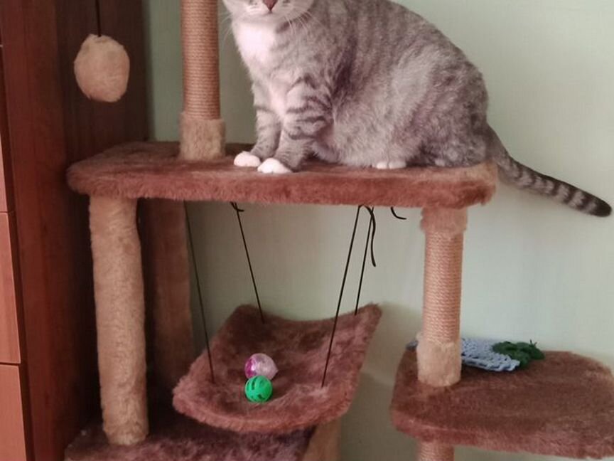 Когтеточка комплекс для кошек Pet Tails