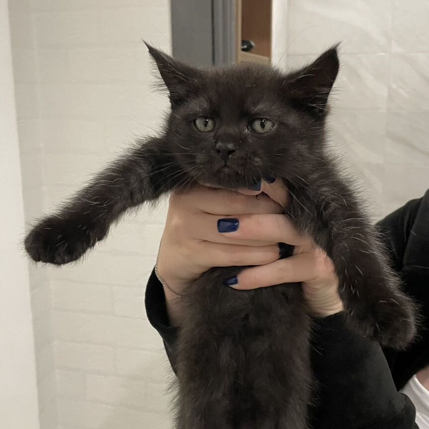 Отдаем котят в добрые руки