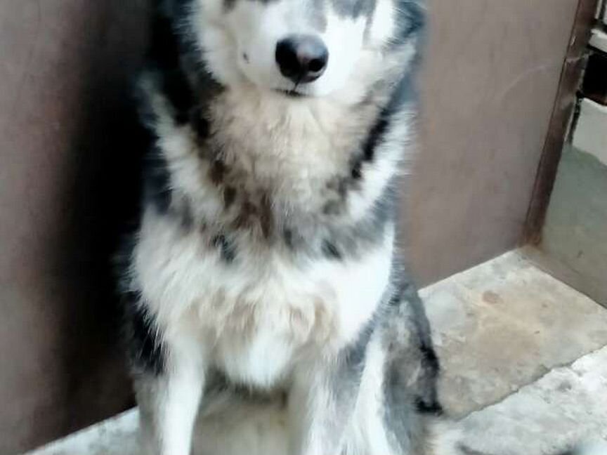 Потерялась собака