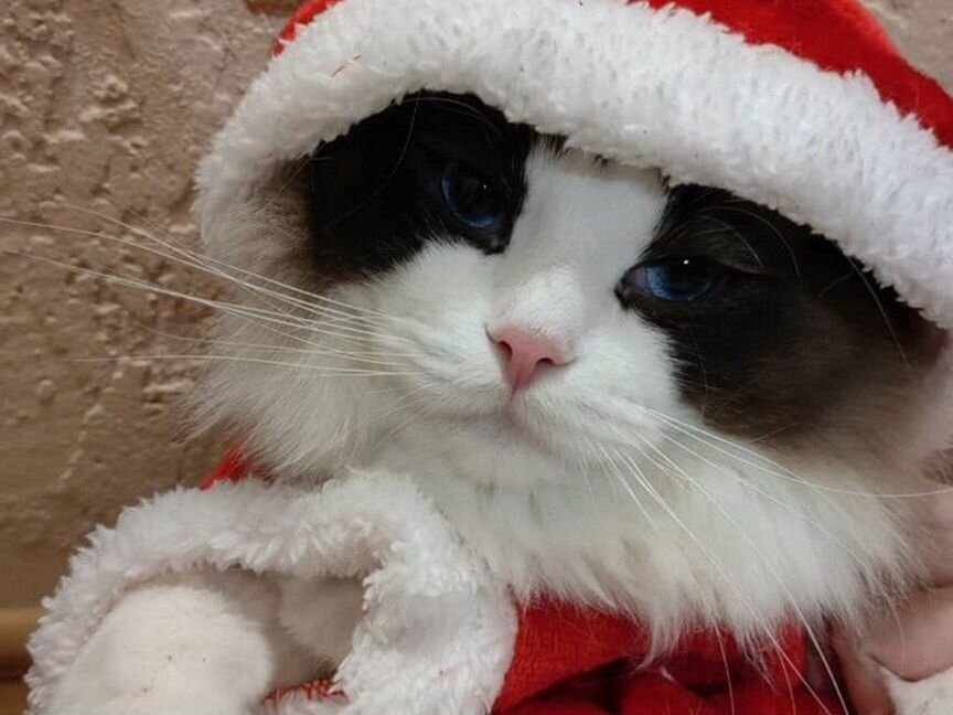 Котята регдолл