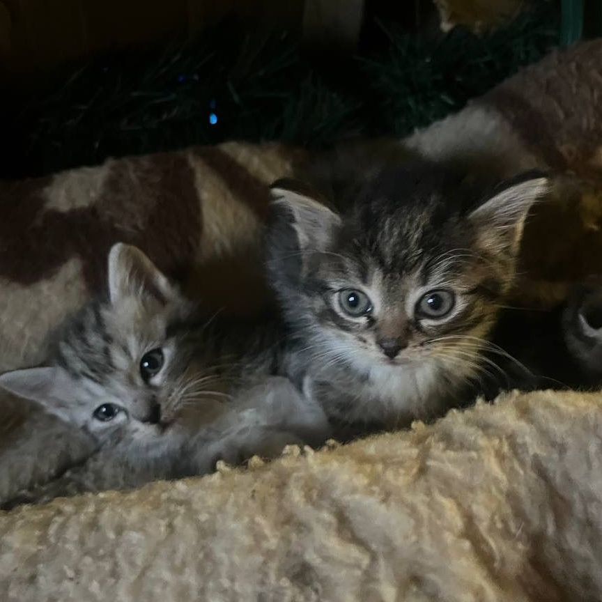 Котята в добрые руки бесплатно