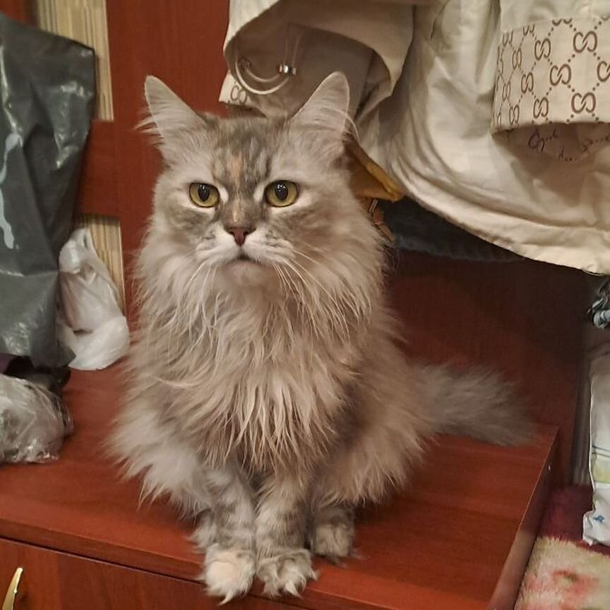 Взрослая кошка в добрые руки