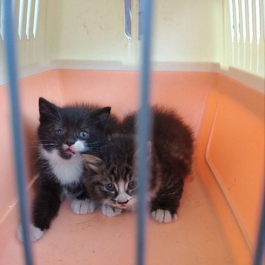 Котята в добрые руки бесплатно 4 месяца