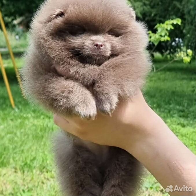 Лиловый миниi малыш