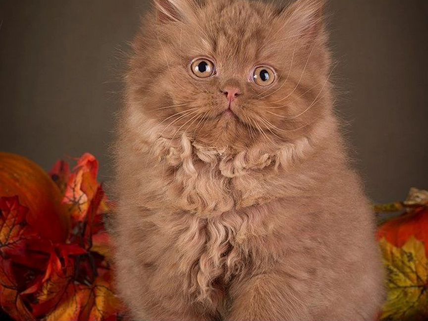 Британские котята