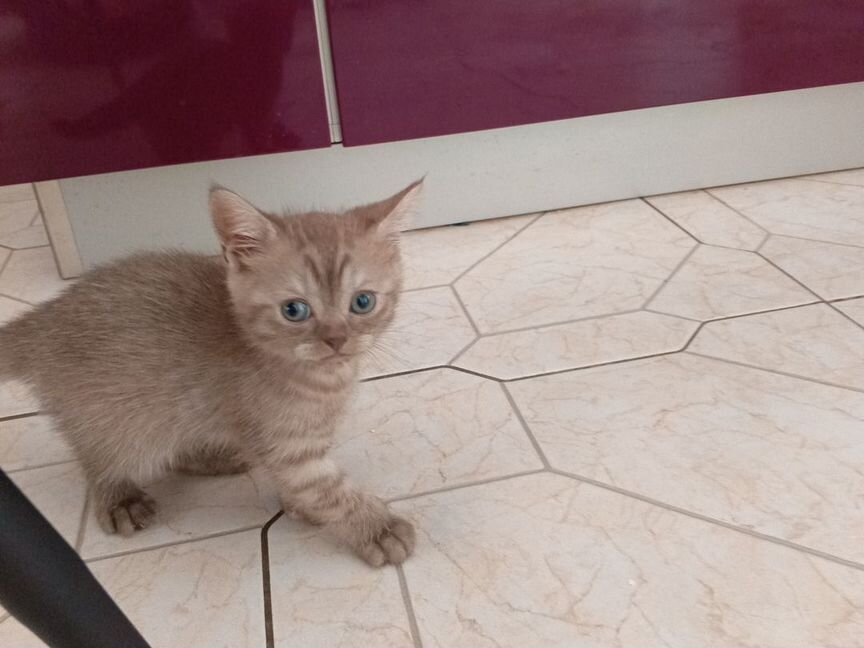 Продается котёнок