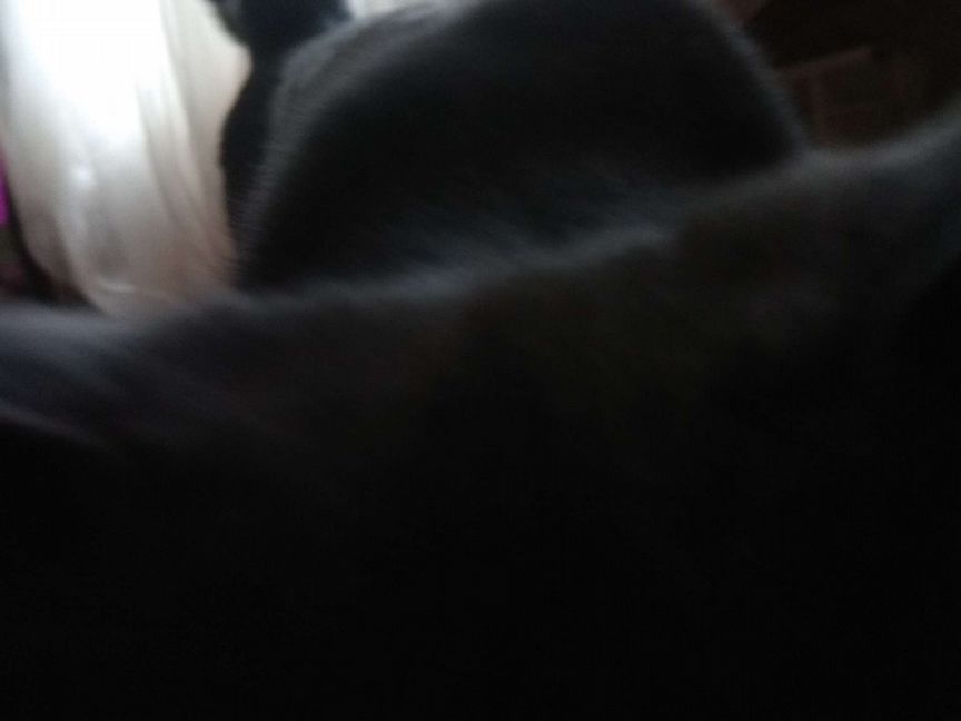 Кот британец,5лет, ищет доброго хозяин