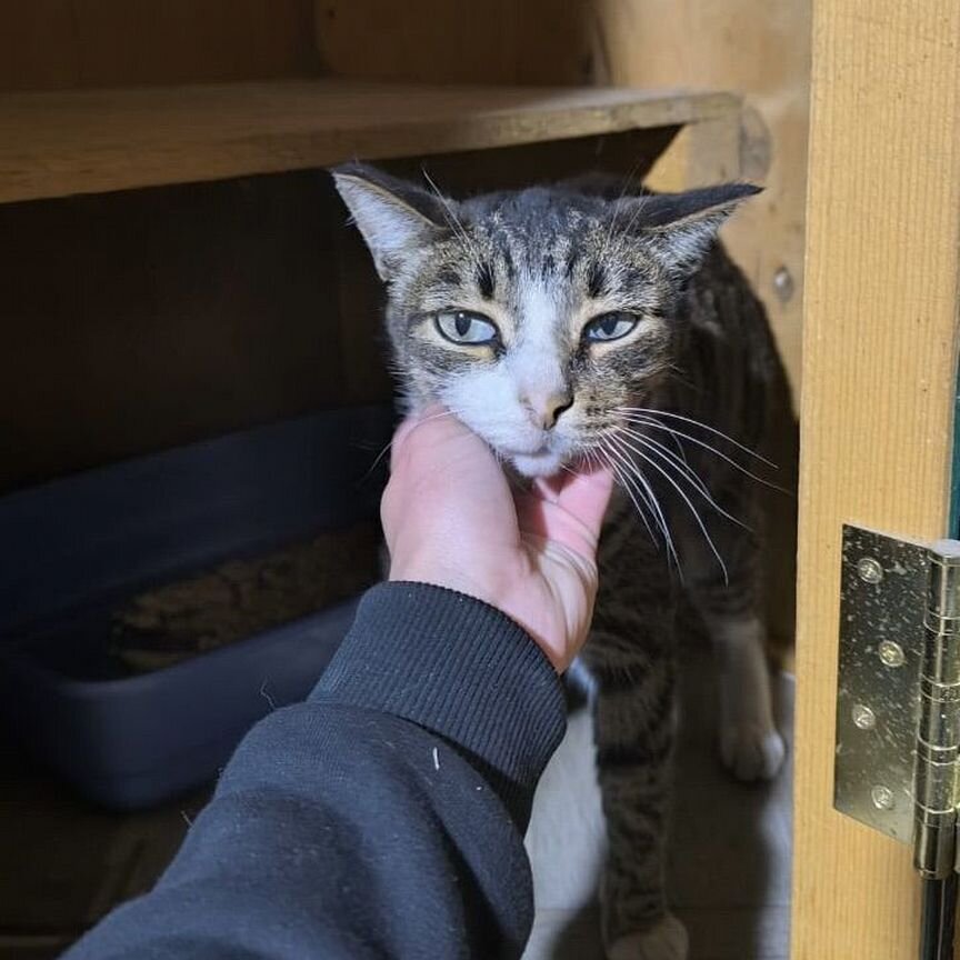 Очень ласковый котик скитался на улице