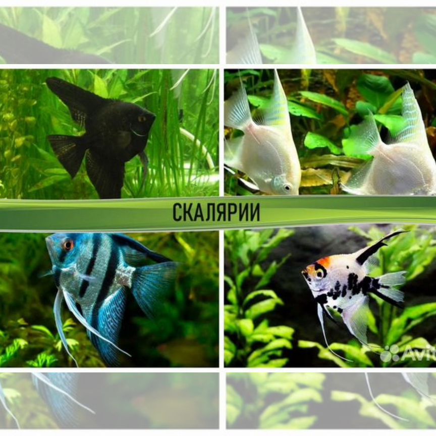 Рыбки скалярии в ассортименте магазина