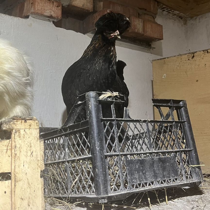 Куры русская хохлатая