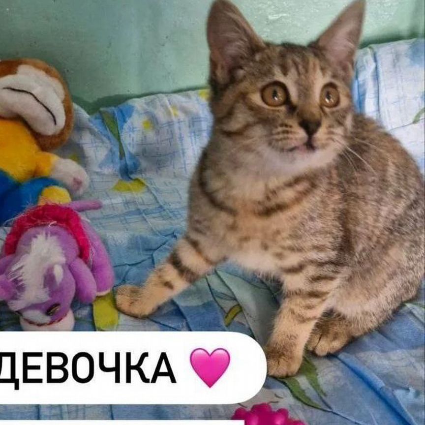 Котёнок в добрые руки