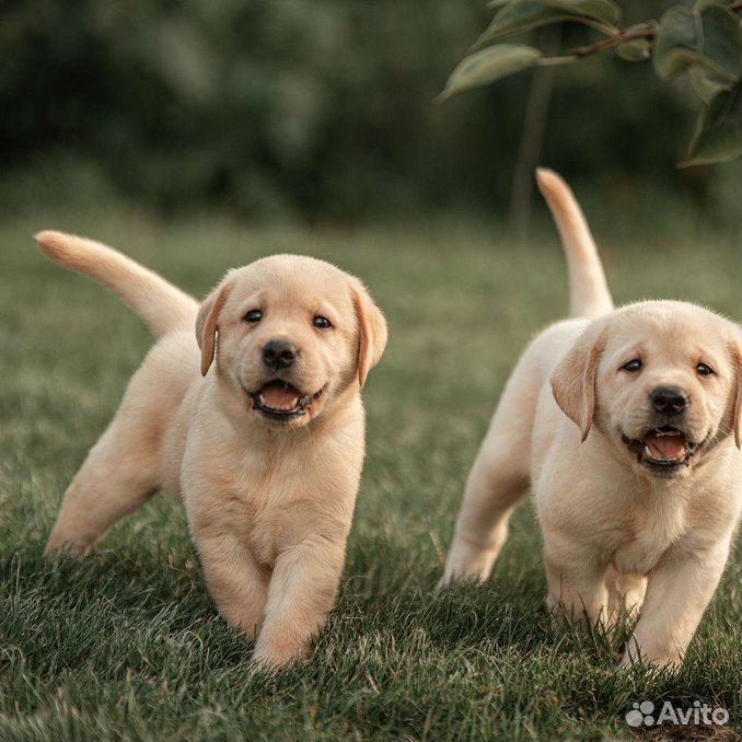 Щенки лабрадора шоу перспектива