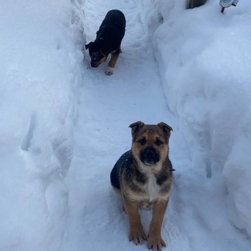 Щенок в добрые руки