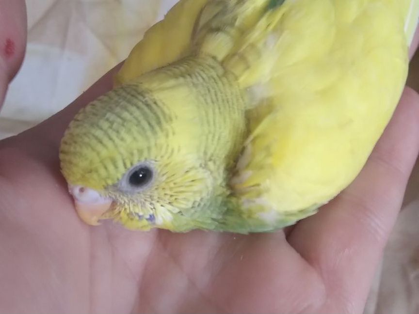 Ручные волнистый попугай птенцы