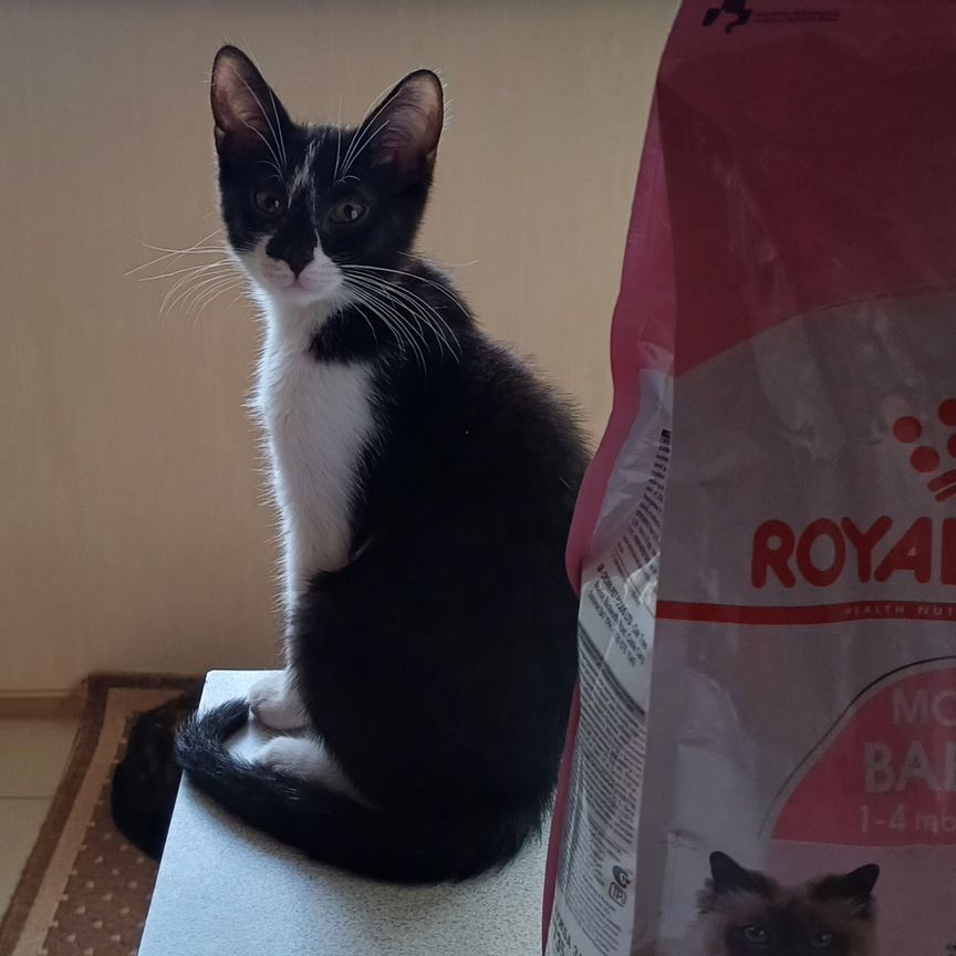 Котенок в добрые руки