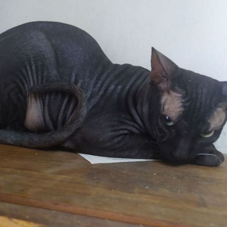 Крик души кот лвсый