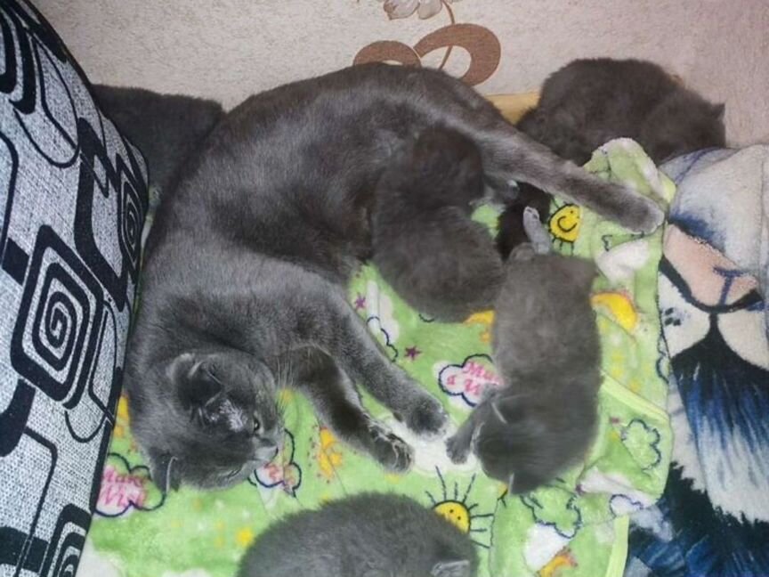 Продам шотландских котят