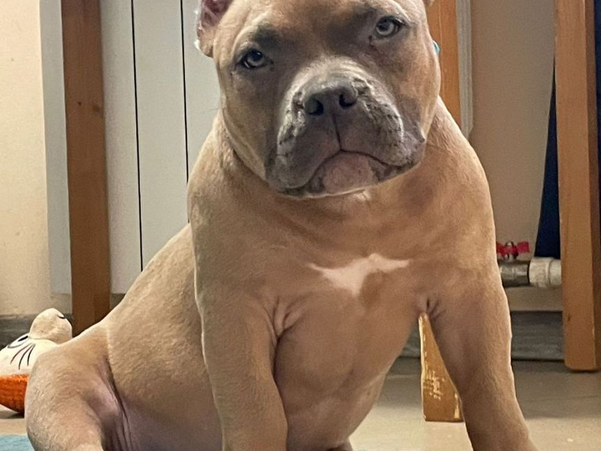 Американский булли