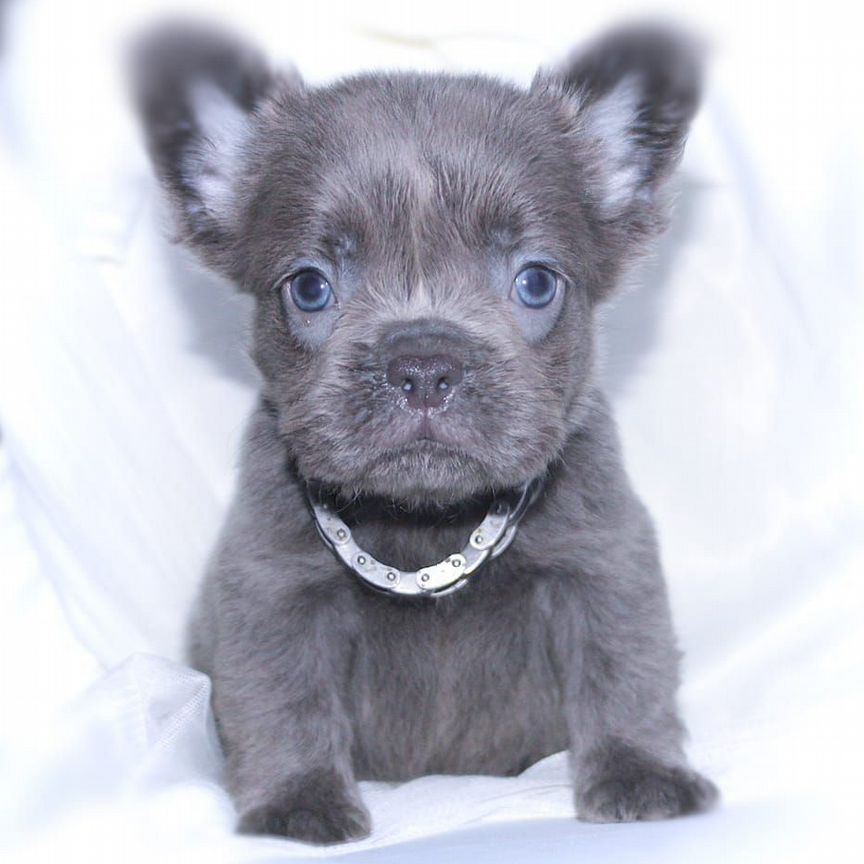 Французский бульдог, щенок