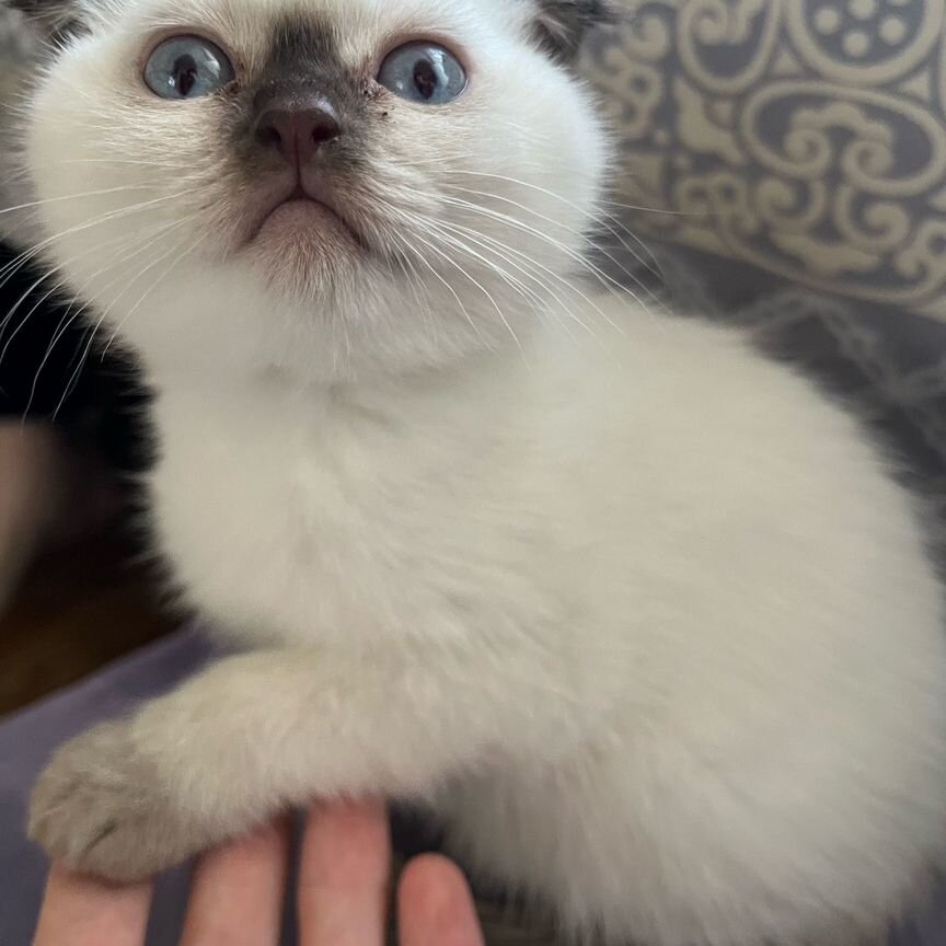 Шотландский вислоухий короткошёрстный котёнок