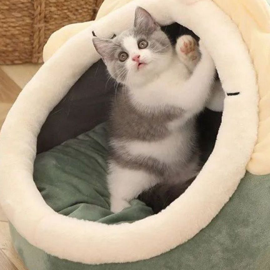 Домик для котенка или щенка