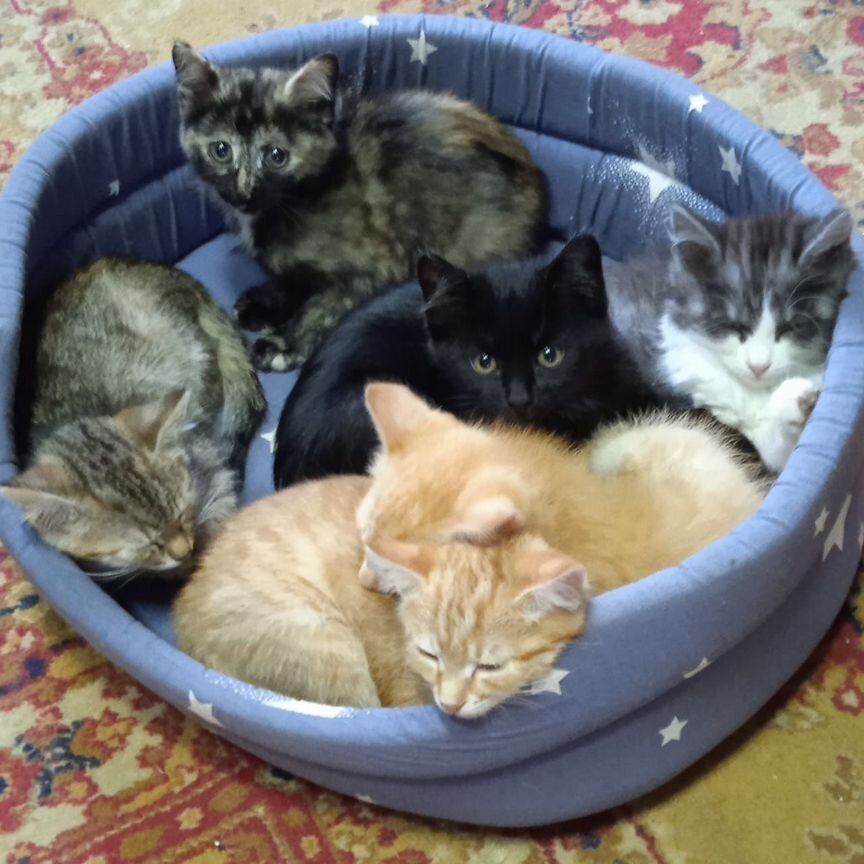 Отдам котенка в добрые руки