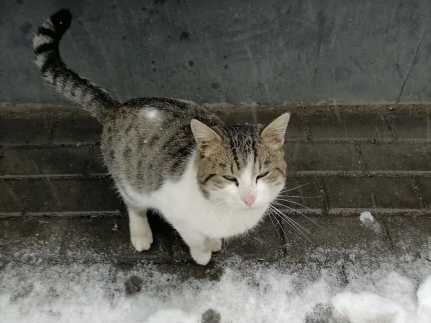 Кошка котенок бесплатно