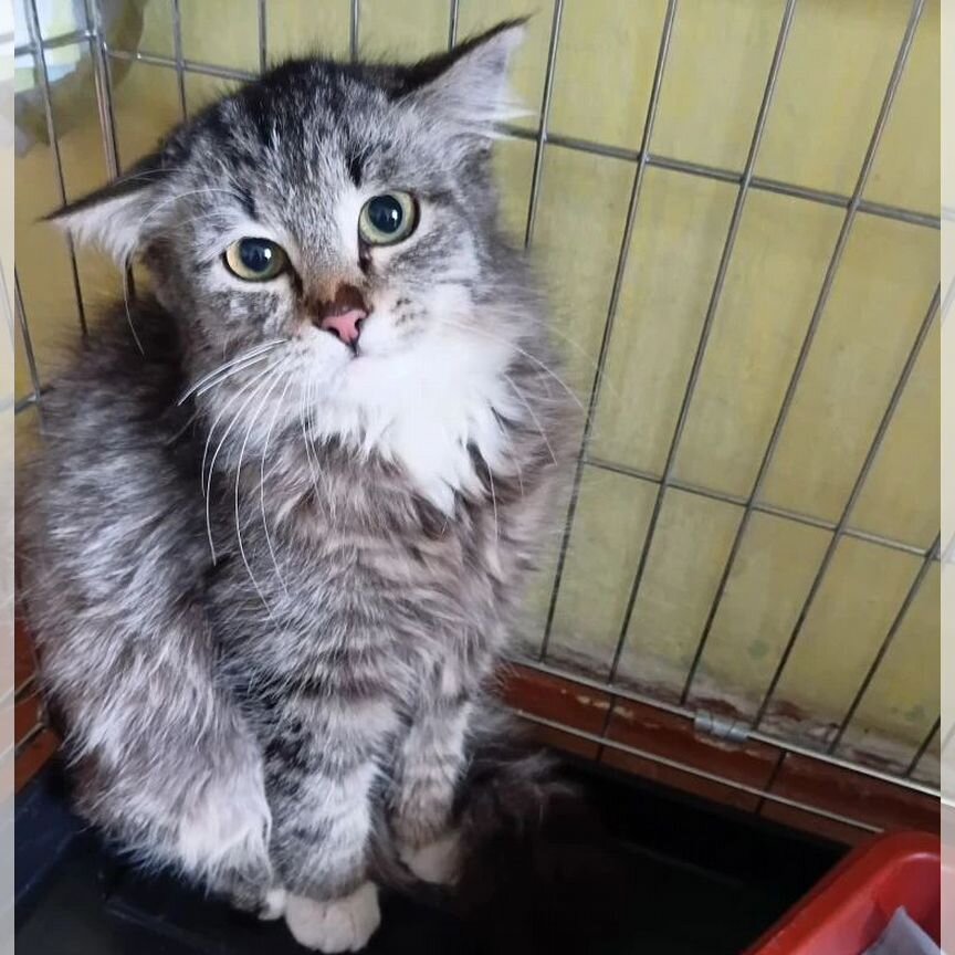Сибирский котёнок