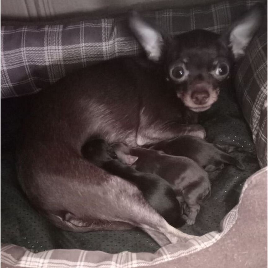 Русский той-терьер, щенок