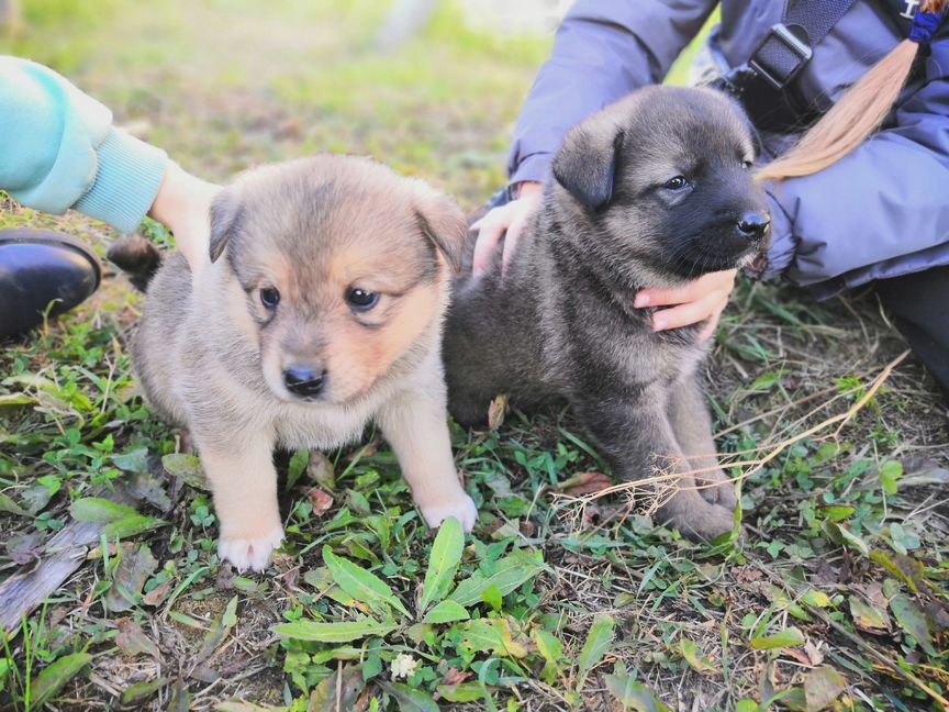 Щенки сторожевой собаки
