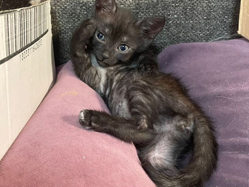 Котятки в добрые руки. Дев и мал. 1,5м, кушают всë