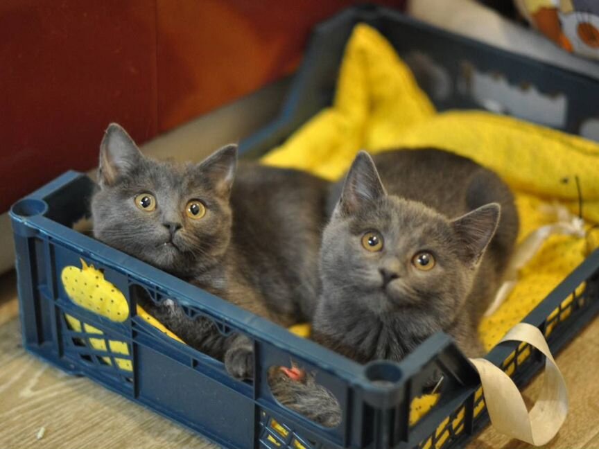 Британские котята