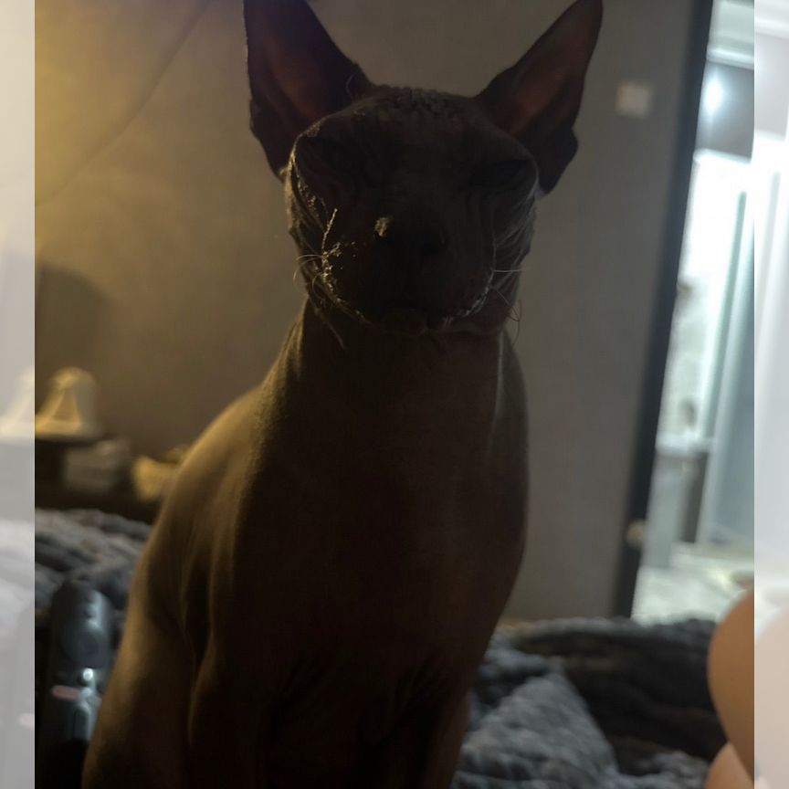 Донской сфинкс, взрослый кот